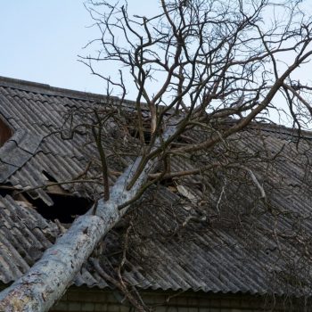 Tree damage on roofs - everything you need to know