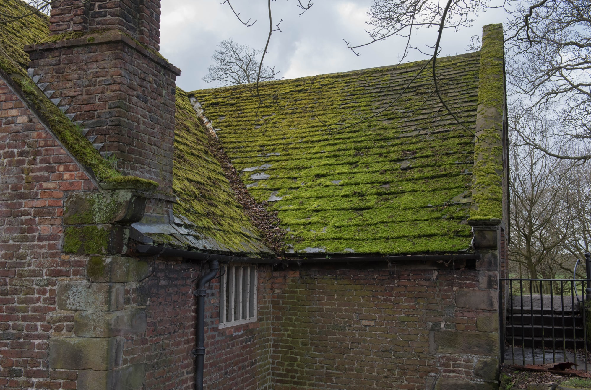 Moss, algae & lichen on roofs - roof damage guide